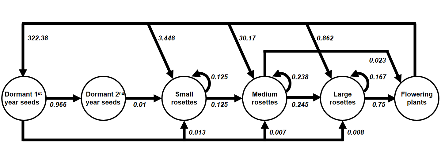 Week 7 - Age-structure population model | Introduction to Theoretical Ecology